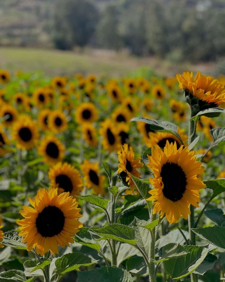 🌻 Mictlán Tijuana abre su temporada de girasoles: el campo floral que ...