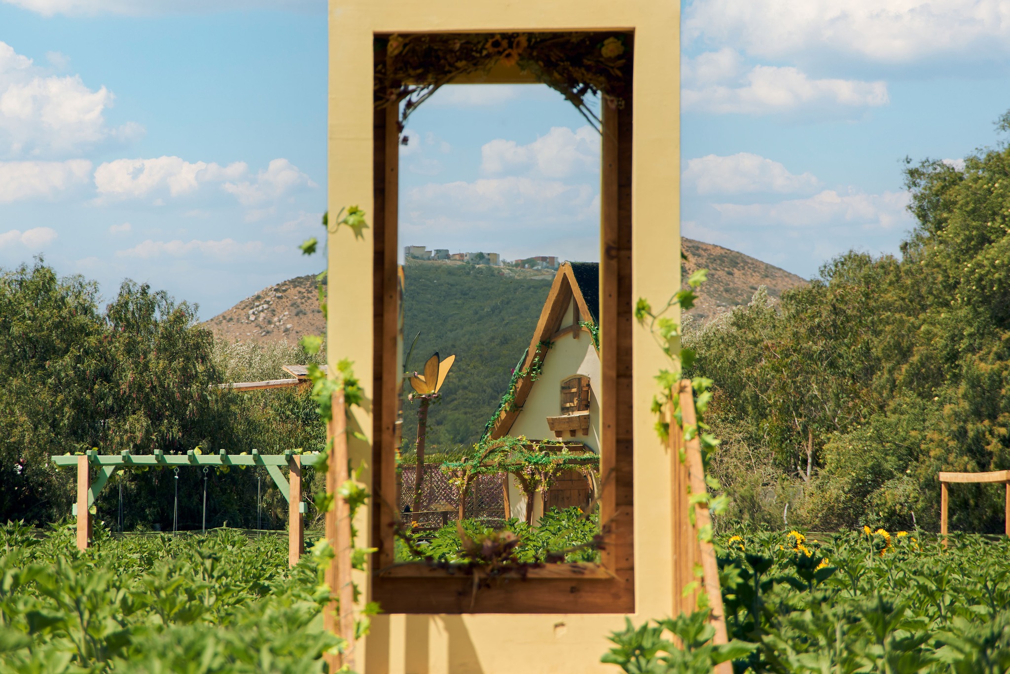 🌻 Mictlán Tijuana abre su temporada de girasoles: el campo floral que ...