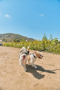 🌻 Mictlán Tijuana abre su temporada de girasoles: el campo floral que ...
