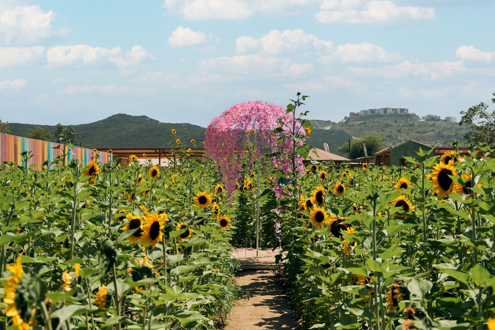 🌻 Mictlán Tijuana abre su temporada de girasoles: el campo floral que ...